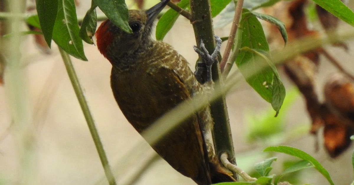 Pica-pau-pequeno #202303 - Biofaces - Bring Nature Closer