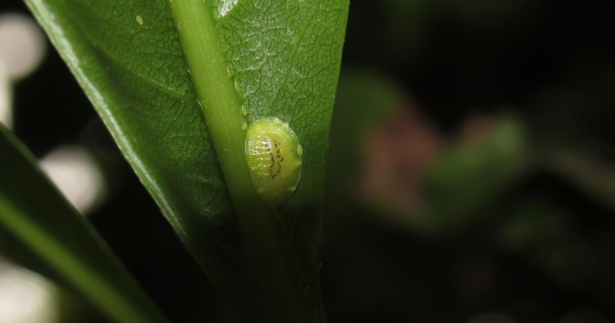 Coccus #202312 - Biofaces - Bring Nature Closer