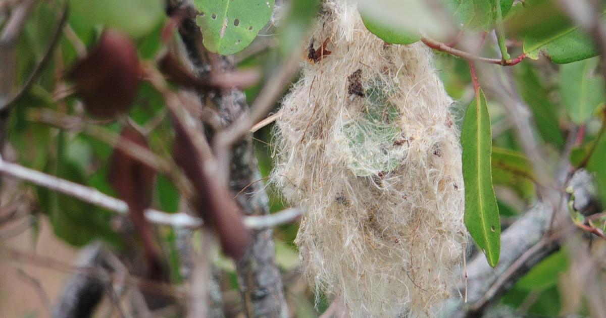 Ninho #202347 - Biofaces - Bring Nature Closer