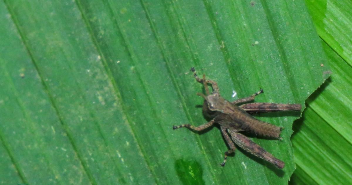 Acridoidea #202410 - Biofaces - Bring Nature Closer