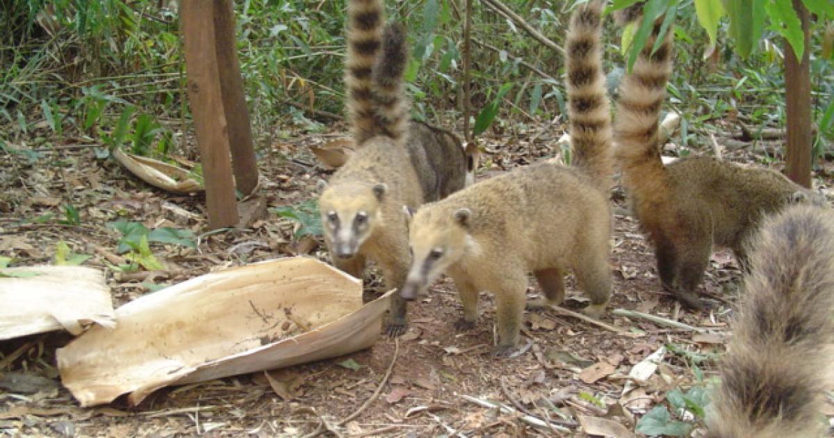 Quati #202752 - Biofaces - Bring Nature Closer