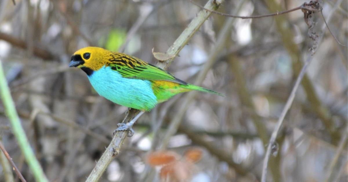 saíra-douradinha #202772 - Biofaces - Bring Nature Closer