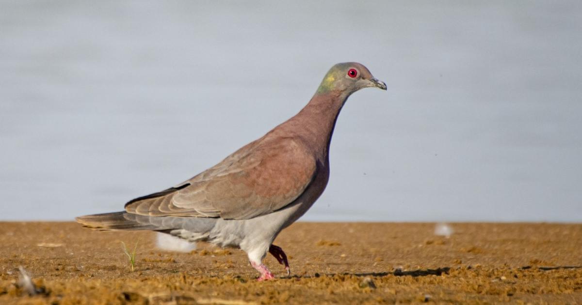 Pomba-galega #202805 - Biofaces - Bring Nature Closer