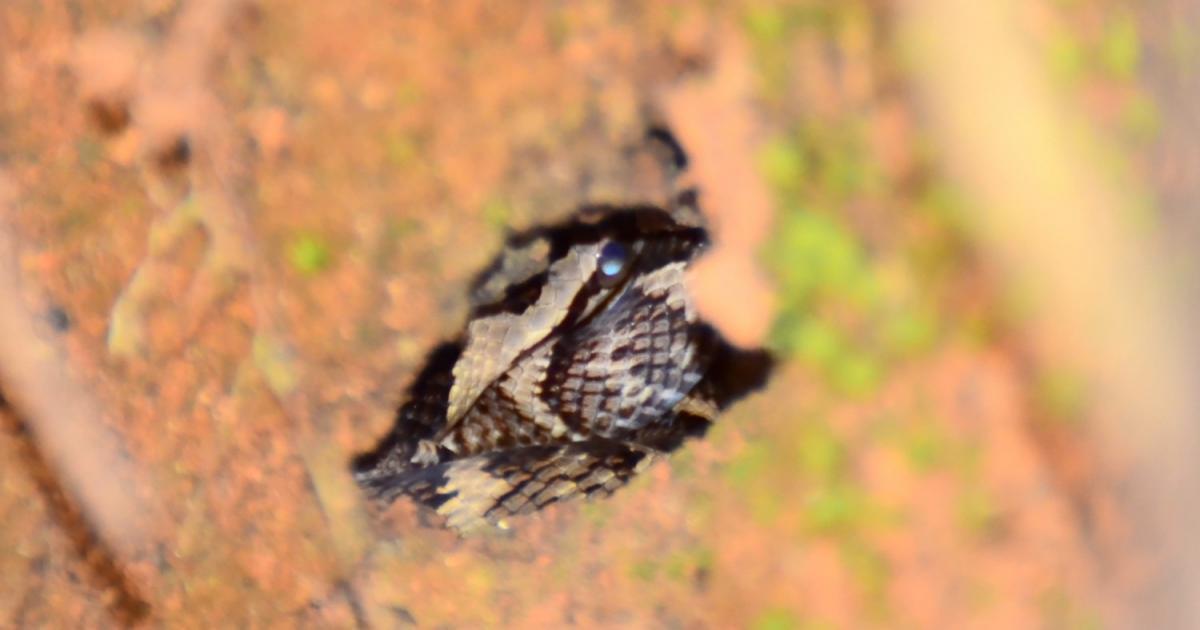 Boipeva #203140 - Biofaces - Bring Nature Closer