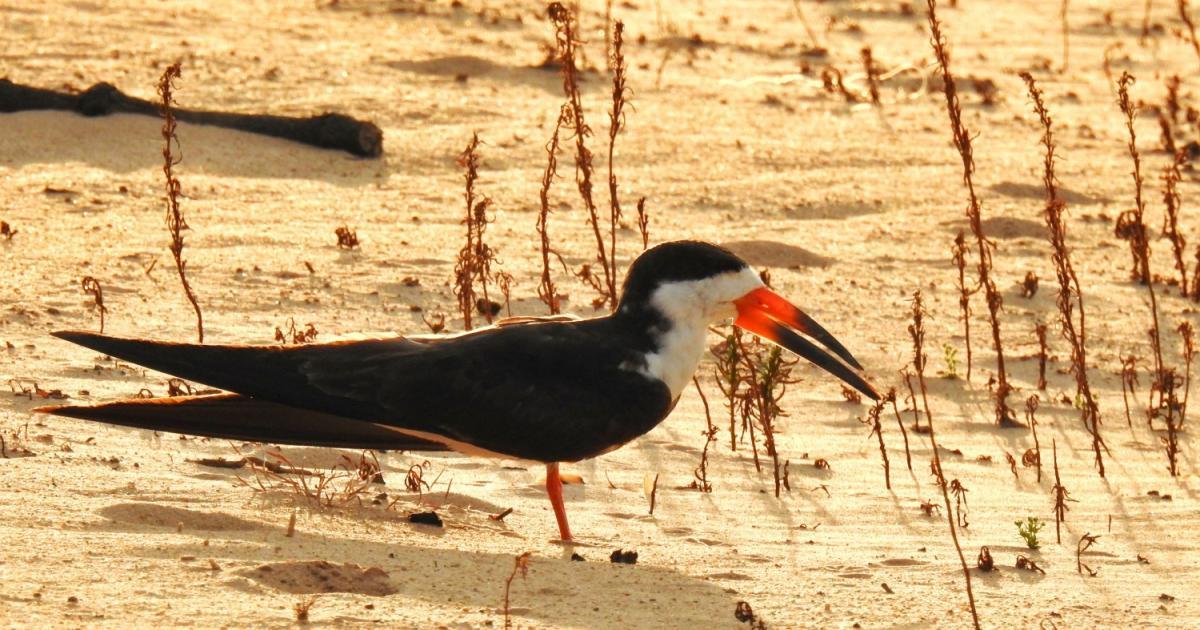 Talha-mar #203181 - Biofaces - Bring Nature Closer