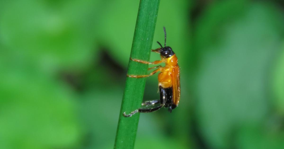 Megalopus #203613 - Biofaces - Bring Nature Closer