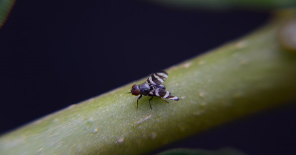 Mosca #203755 - Biofaces - Bring Nature Closer