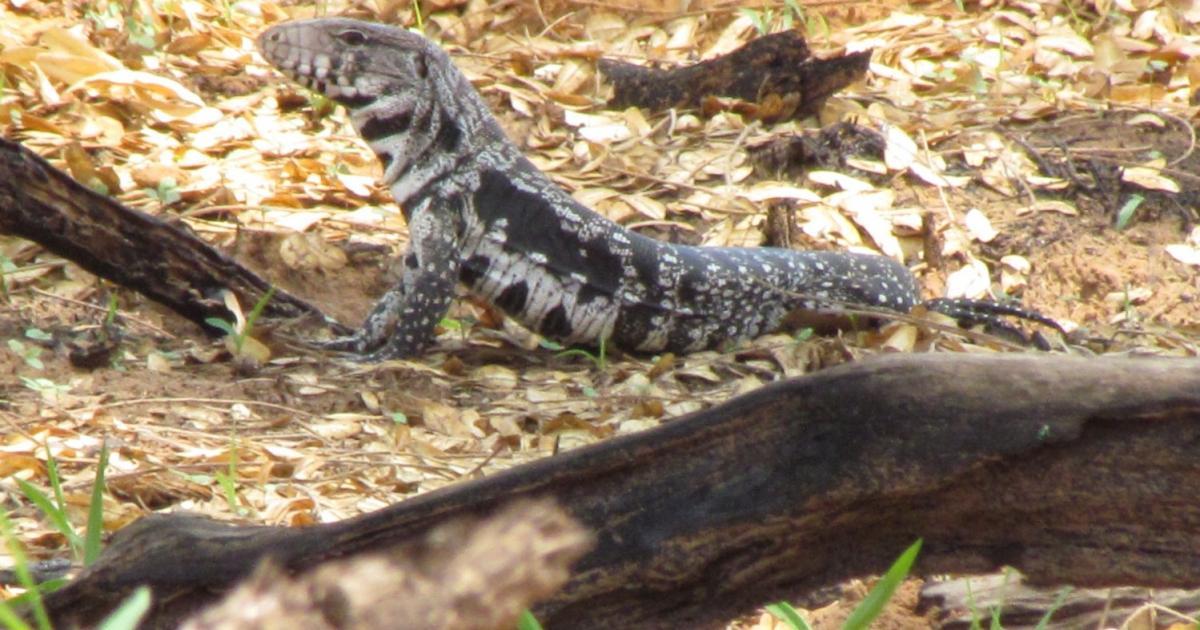 Teiú #203808 - Biofaces - Bring Nature Closer