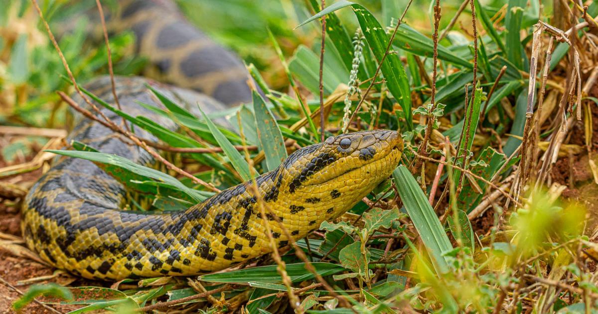 Sucuri-amarela #203878 - Biofaces - Bring Nature Closer