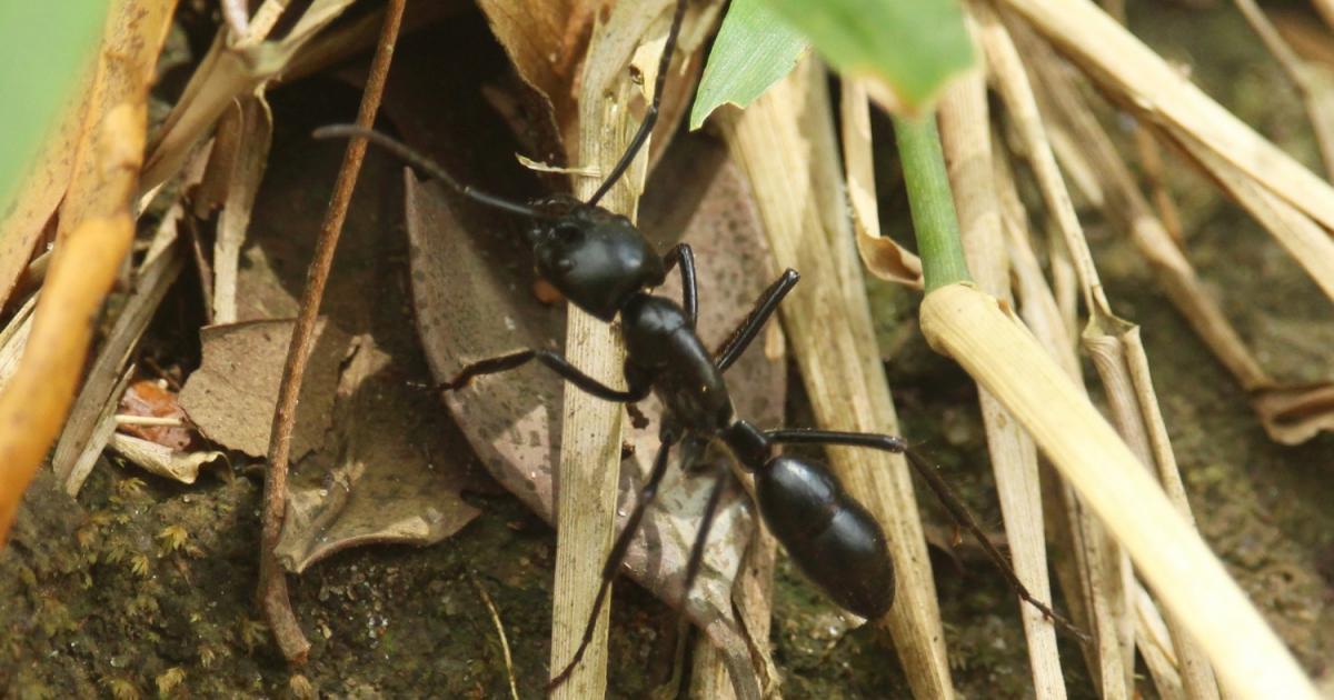 Formiga #204402 - Biofaces - Bring Nature Closer