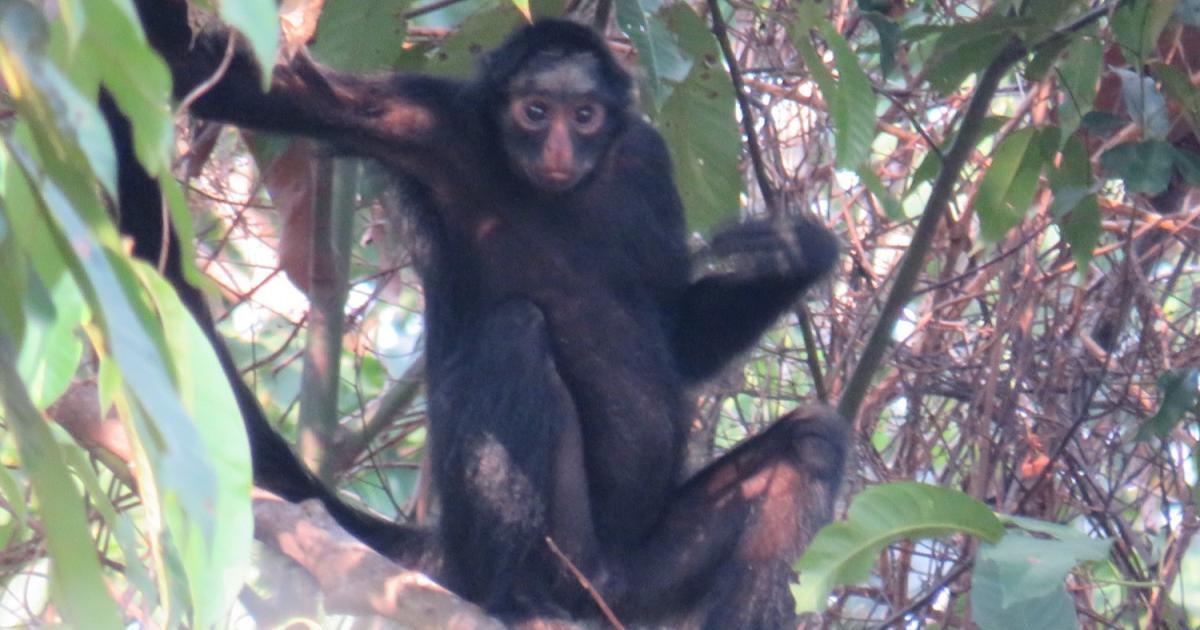 Macaco #204441 - Biofaces - Bring Nature Closer