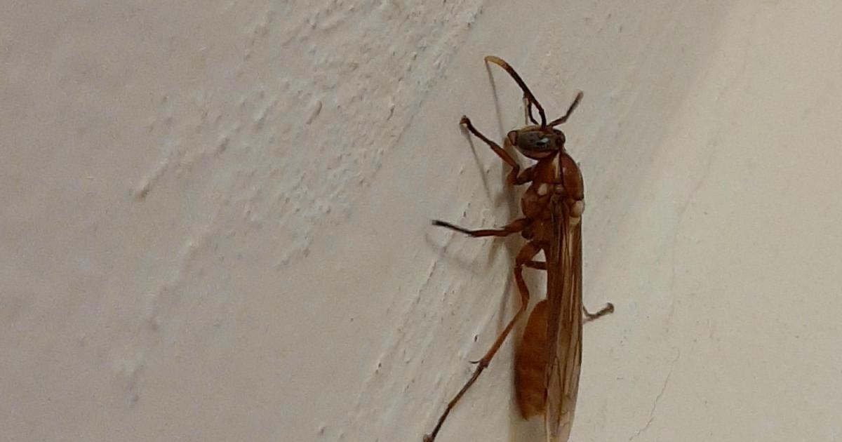 Marimbondo-chapéu #204483 - Biofaces - Bring Nature Closer