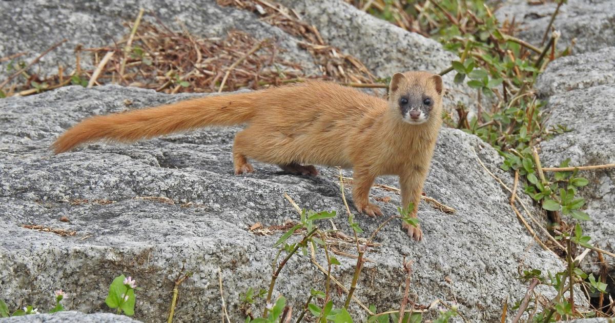 Mustela #204568 - Biofaces - Bring Nature Closer