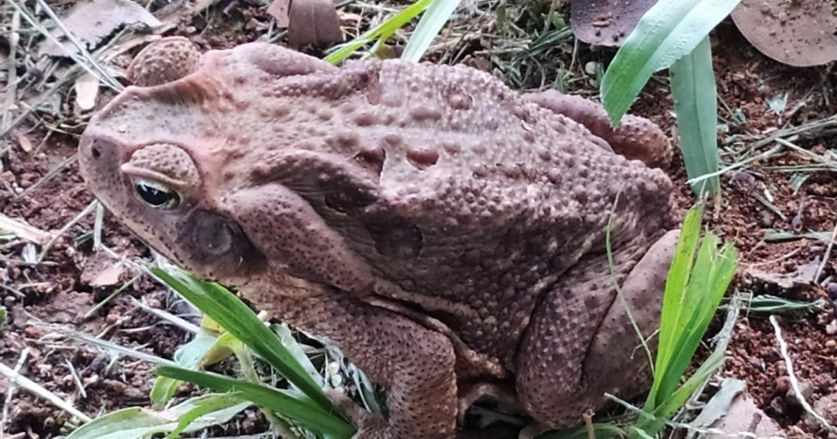 Sapo-cururu #204719 - Biofaces - Bring Nature Closer