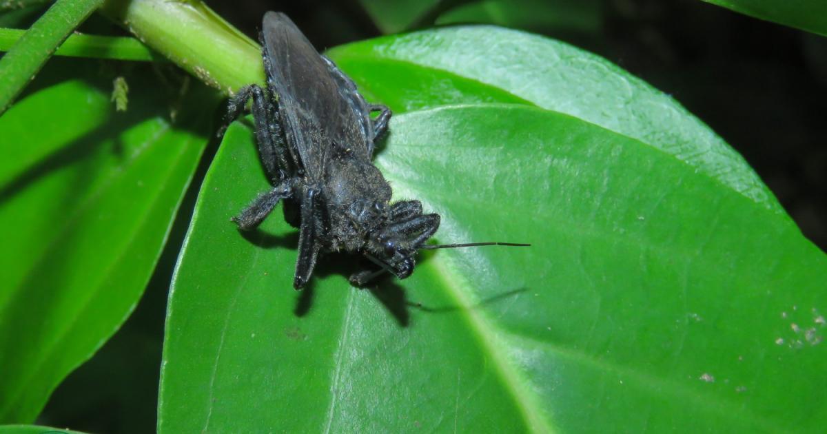 Apiomerus #204911 - Biofaces - Bring Nature Closer