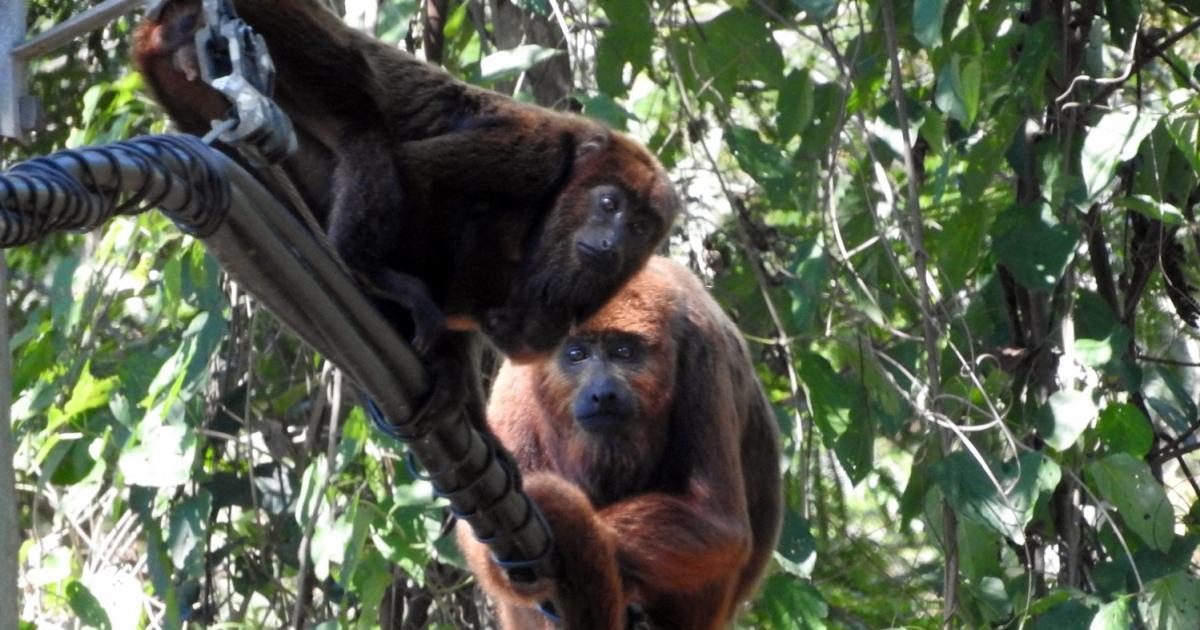 Bugio-ruivo #205081 - Biofaces - Bring Nature Closer