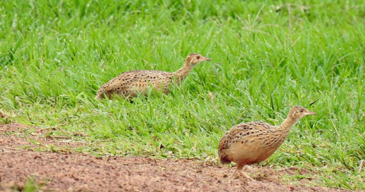 Codorna-amarela #205106 - Biofaces - Bring Nature Closer