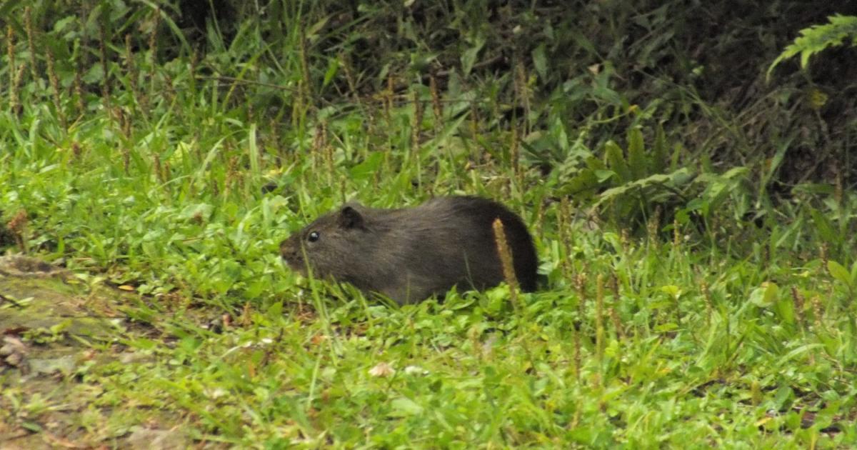 preá #205151 - Biofaces - Bring Nature Closer