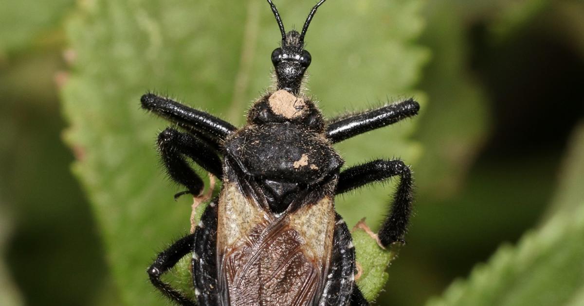 Percevejo-predador #205264 - Biofaces - Bring Nature Closer