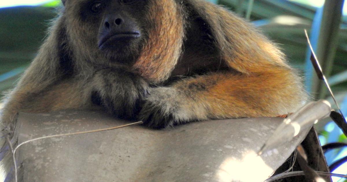 bugio- #205358 - Biofaces - Bring Nature Closer