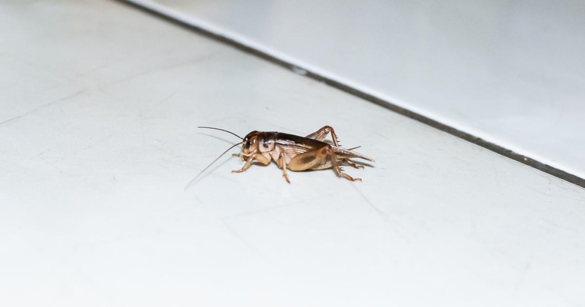 GRILO-DOMÉSTICO #205366 - Biofaces - Bring Nature Closer