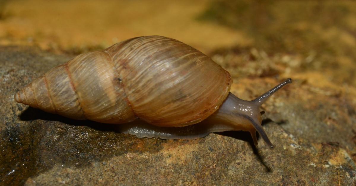 Bulimulus #205398 - Biofaces - Bring Nature Closer