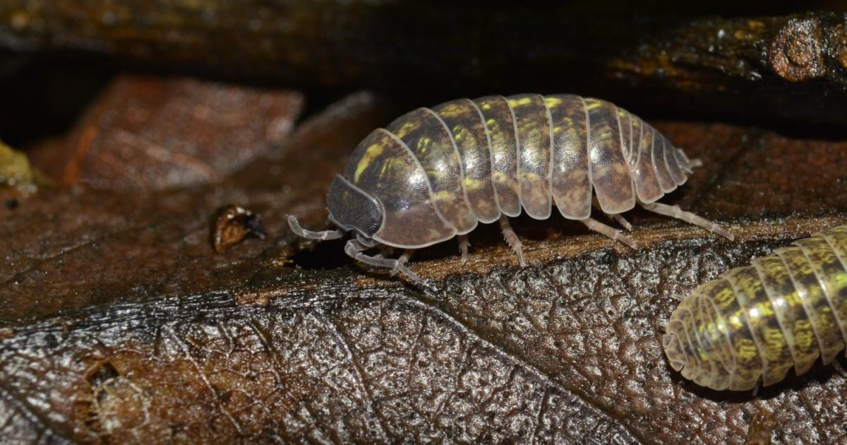 Tatuzinho-de-jardim #205427 - Biofaces - Bring Nature Closer