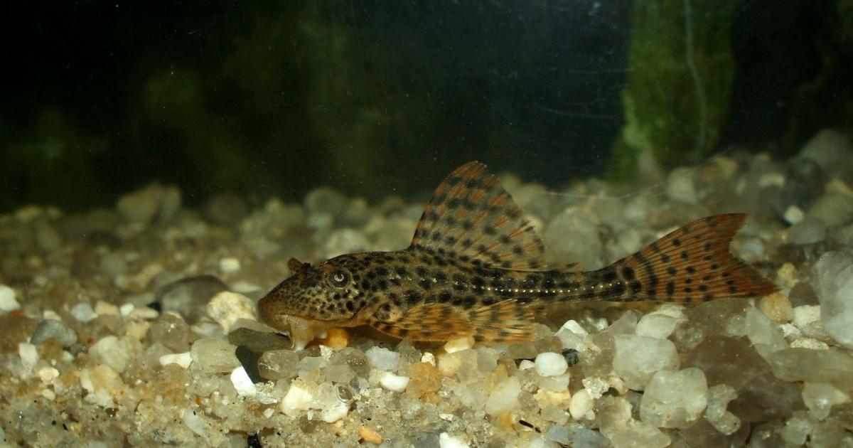 Hypostomus #205510 - Biofaces - Bring Nature Closer