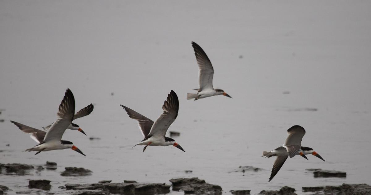 Talha-mar #205523 - Biofaces - Bring Nature Closer