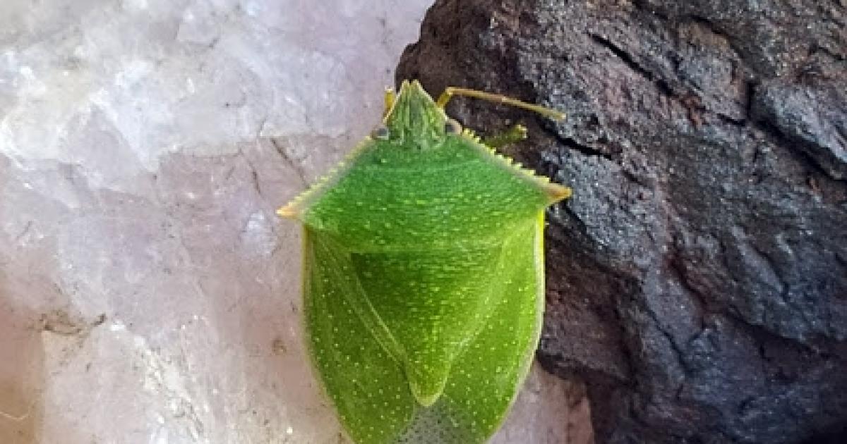 Maria-fedida #205686 - Biofaces - Bring Nature Closer