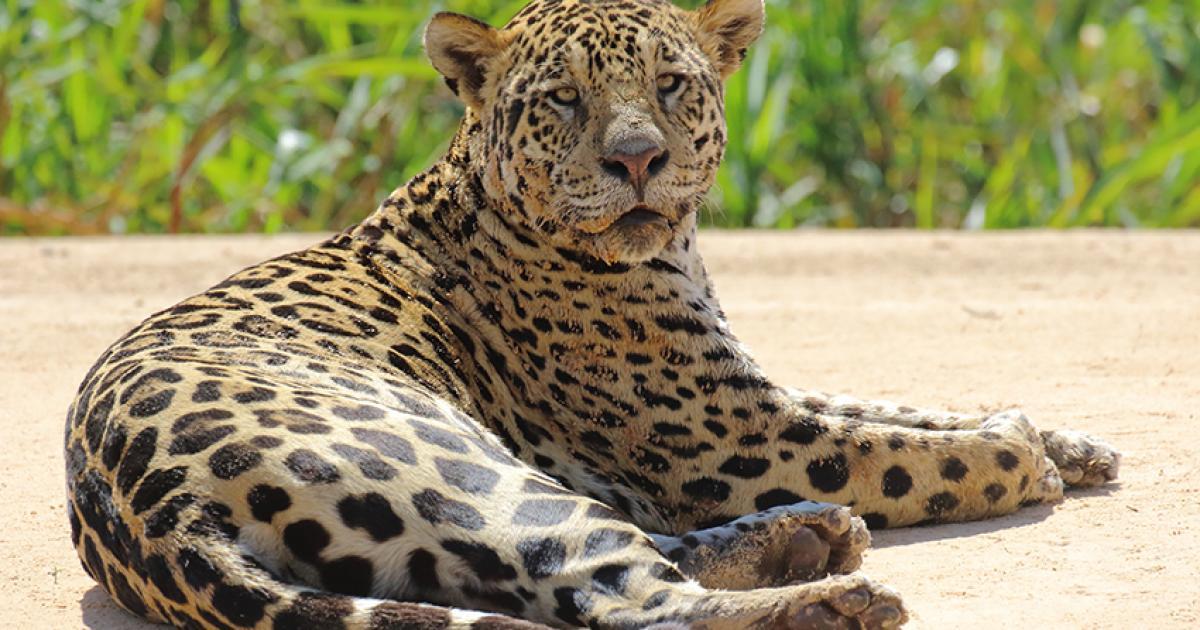 Onça-pintada #205957 - Biofaces - Bring Nature Closer