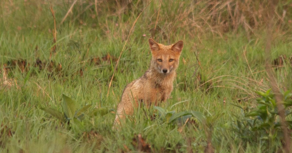 Lycalopex #206023 - Biofaces - Bring Nature Closer