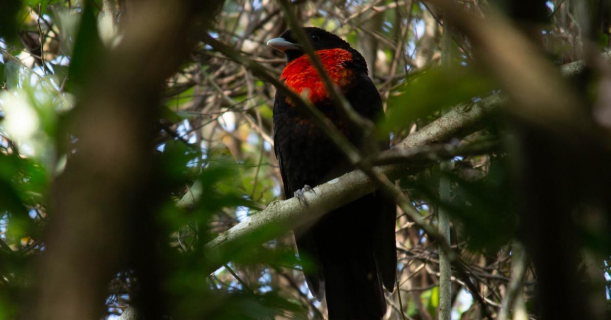 Pyroderus #206034 - Biofaces - Bring Nature Closer