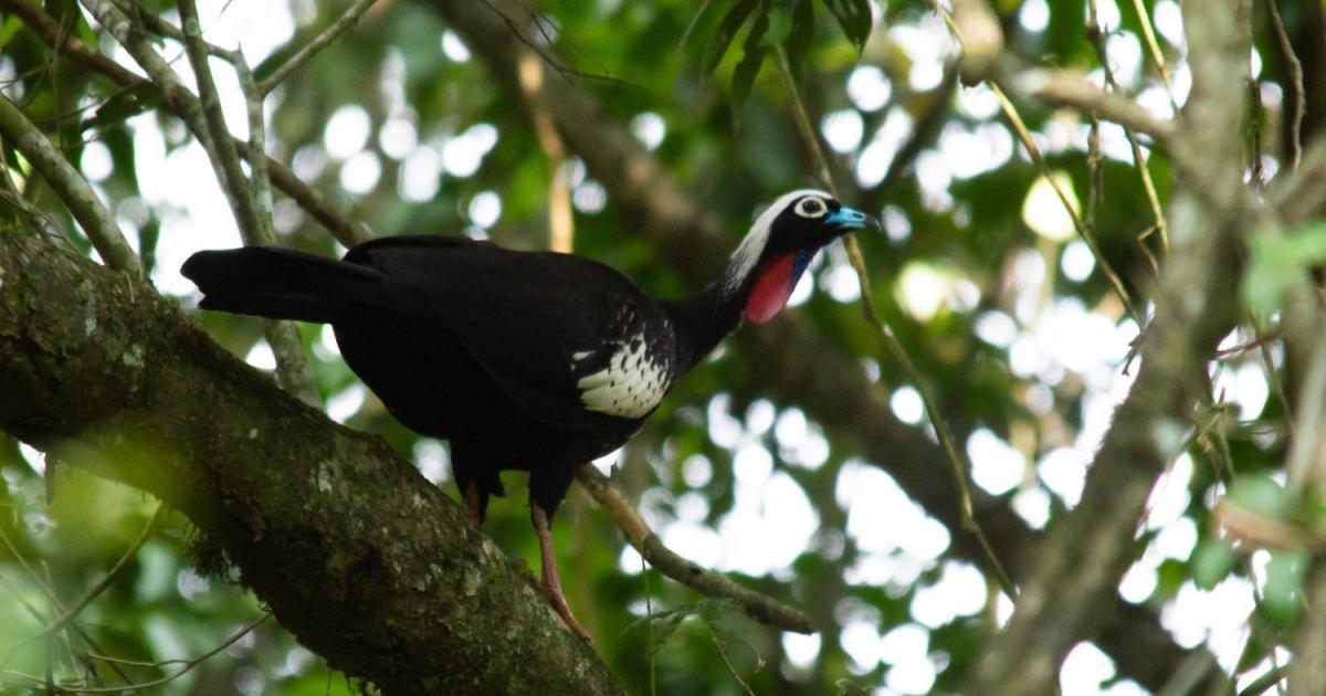 Aburria #206035 - Biofaces - Bring Nature Closer