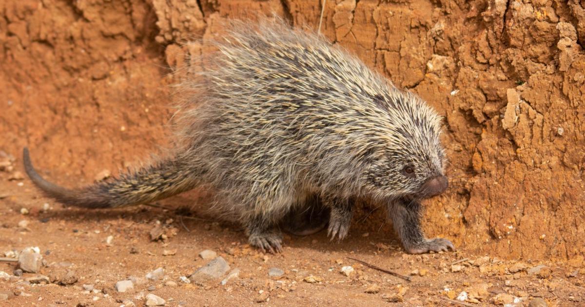 Coendou #206045 - Biofaces - Bring Nature Closer