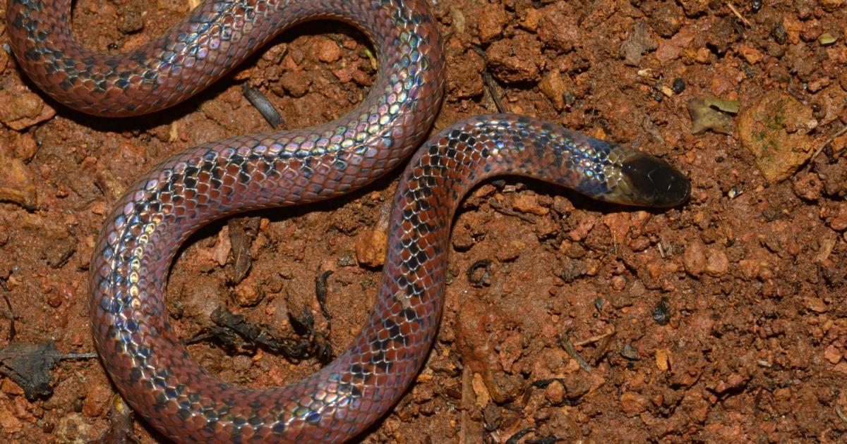 Atractus #206150 - Biofaces - Bring Nature Closer