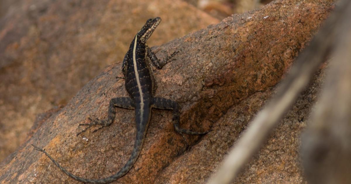 Calango-do-lajeiro #206851 - Biofaces - Bring Nature Closer