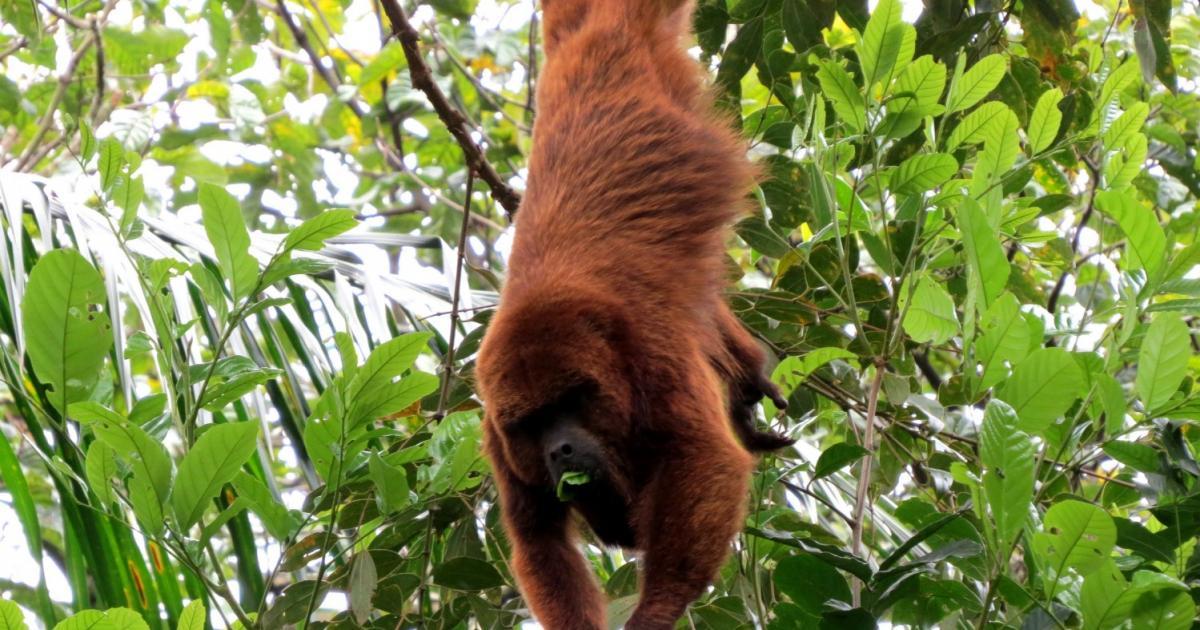 Alouatta #206954 - Biofaces - Bring Nature Closer