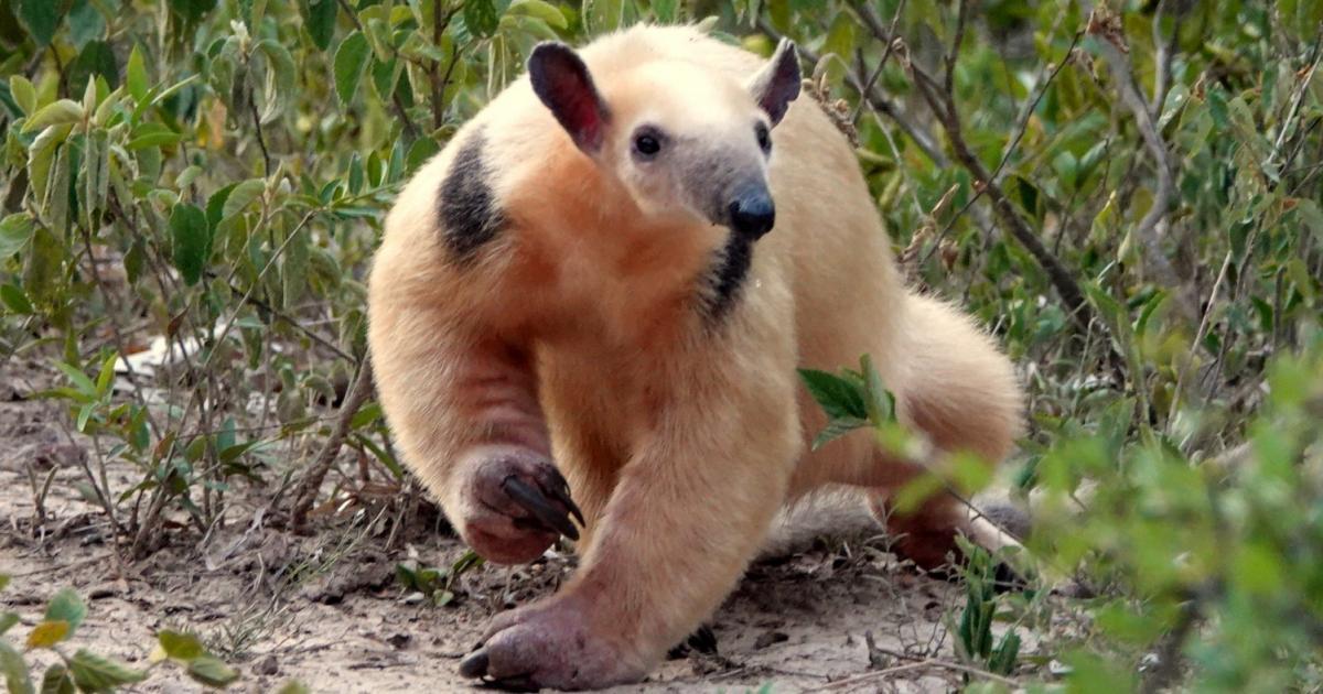 southern tamandua (Tamandua tetradactyla) - Biofaces - Bring Nature Closer