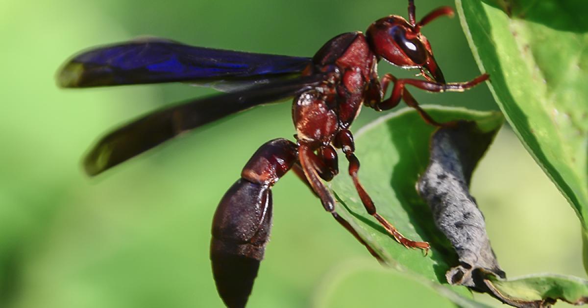 vespa-social #207349 - Biofaces - Bring Nature Closer