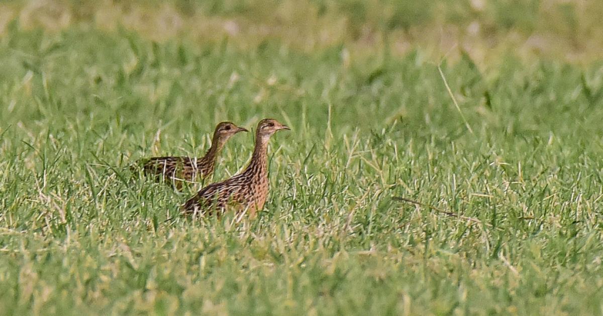 Codorna-amarela #207371 - Biofaces - Bring Nature Closer