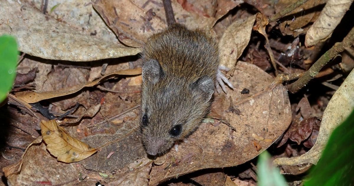 Rato #207518 - Biofaces - Bring Nature Closer