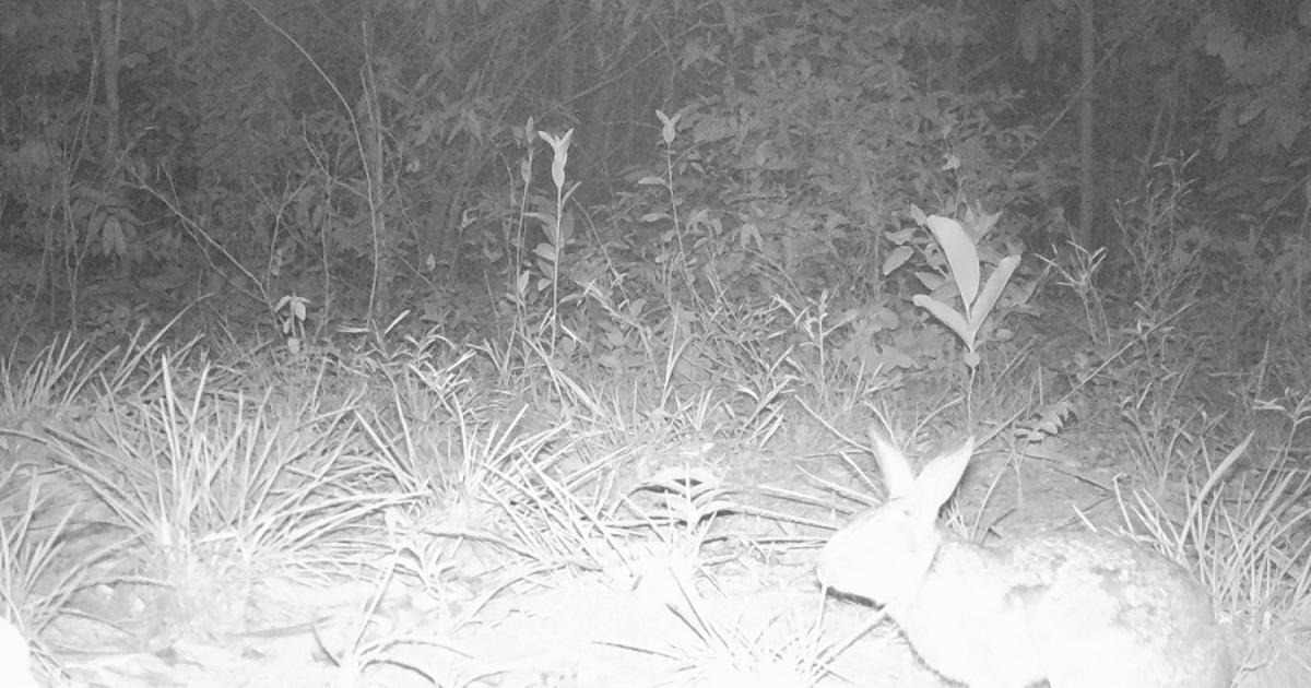 Tapiti #208019 - Biofaces - Bring Nature Closer