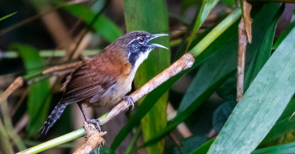 Coraya #208042 - Biofaces - Bring Nature Closer