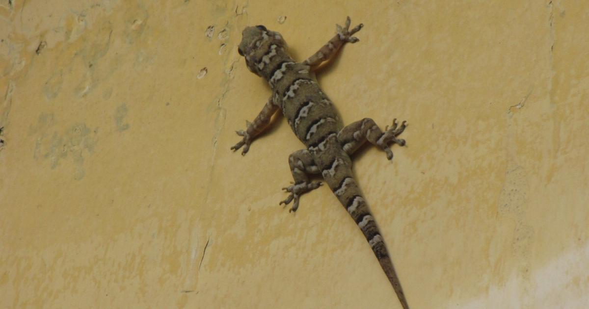 Briba #208085 - Biofaces - Bring Nature Closer