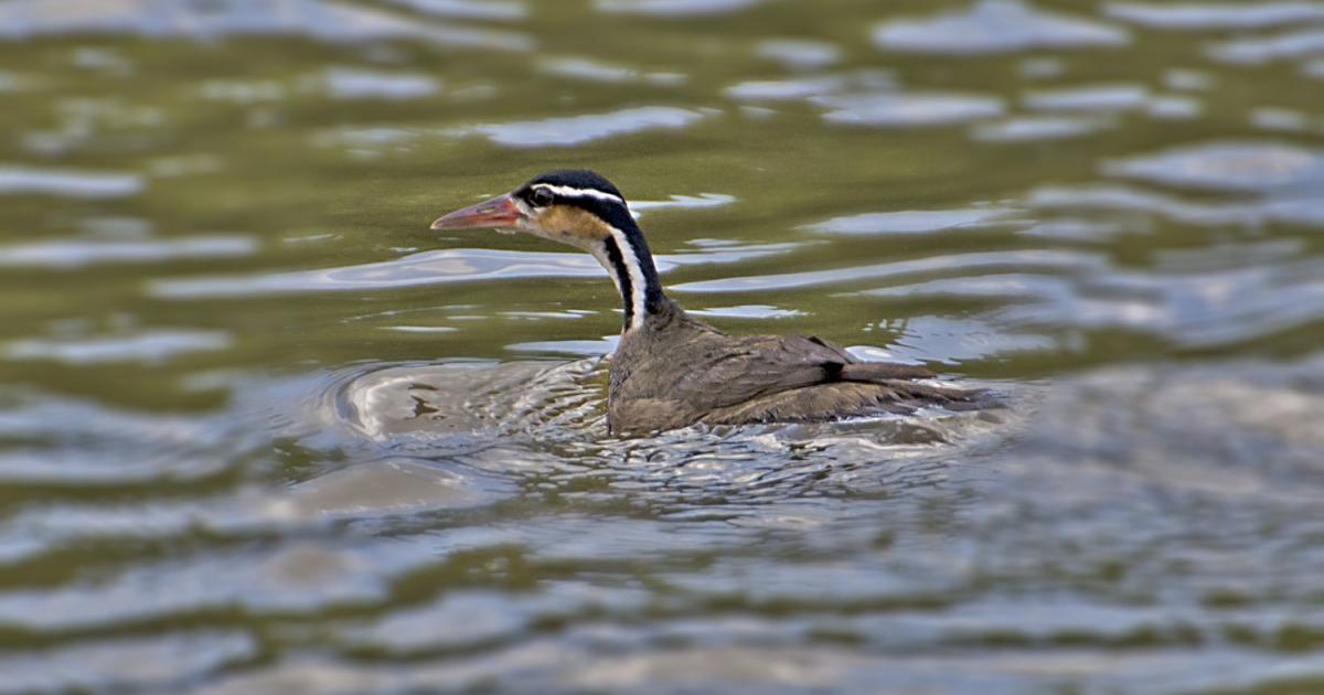 Picaparra #208454 - Biofaces - Bring Nature Closer