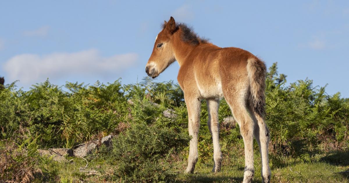 Garrano #208549 - Biofaces - Bring Nature Closer