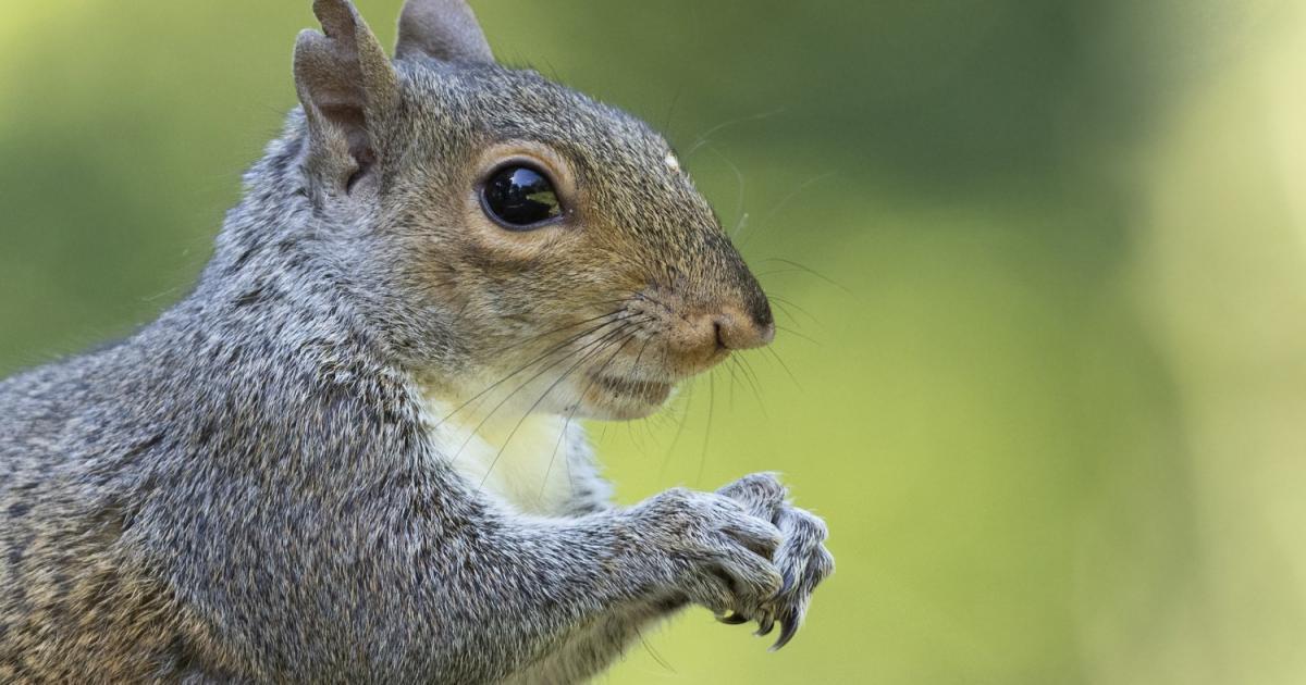 Esquilo-cinzento, Grey squirrel (Sciurus carolinensis) - Biofaces ...