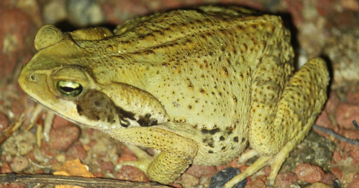 Sapo #208612 - Biofaces - Bring Nature Closer