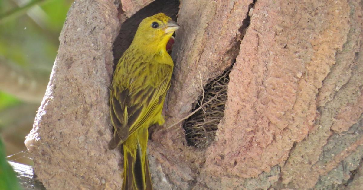 Canário #208713 - Biofaces - Bring Nature Closer